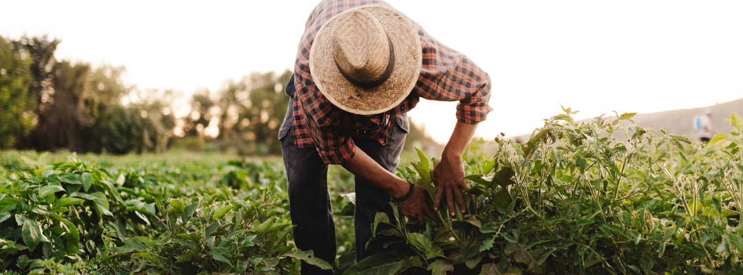 Southern Ag Today | Southern Ag Today: Trusted Insight and Analysis